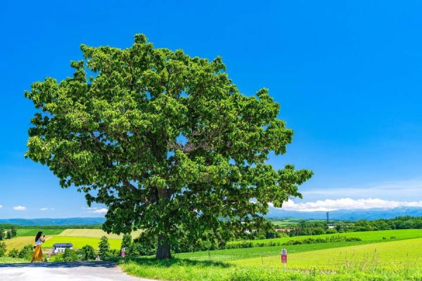 Shirogane Blue Pond (Hồ Biei): Hòn Ngọc Xanh ở Thị Trấn Biei