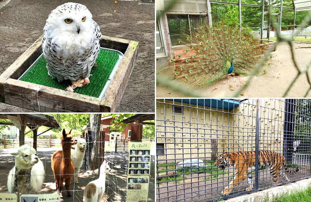 Kushiro Zoo Kh m Ph V n Th L n Nh t Hokkaido