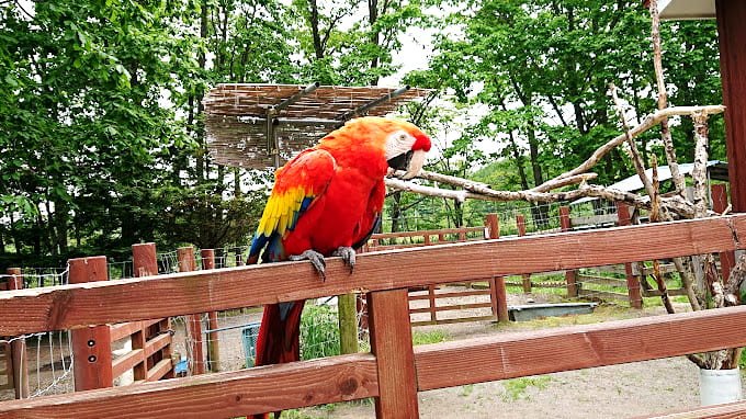 Kushiro Zoo Kh m Ph V n Th L n Nh t Hokkaido