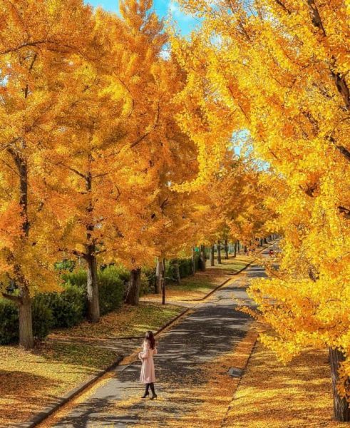 Tỉnh Okayama Nhật Bản – Thành Phố đáng Sống Nhất Nhật Bản